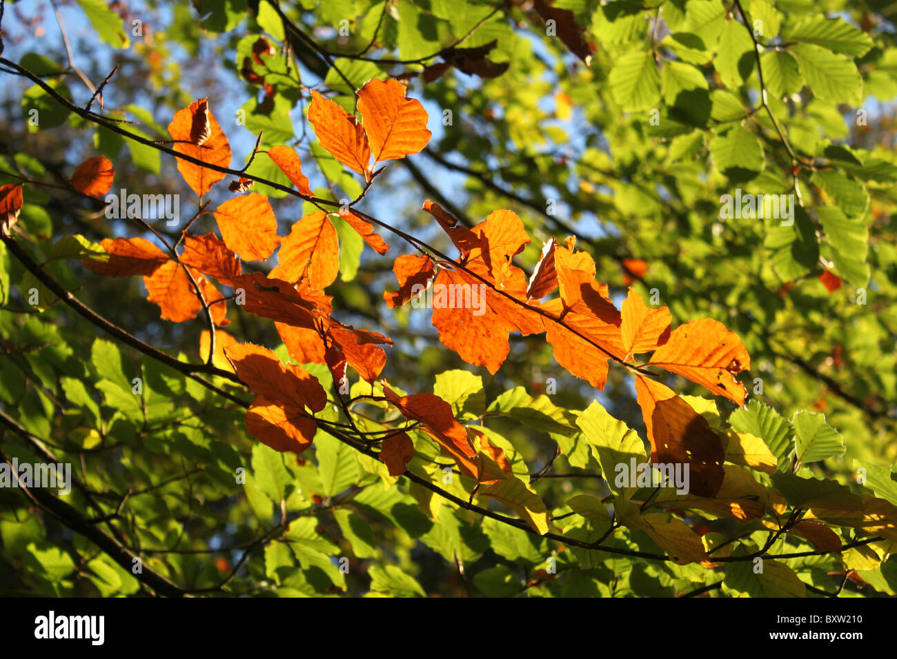 Autumn (fall) colours in the New Forest Stock Photo - Alamy