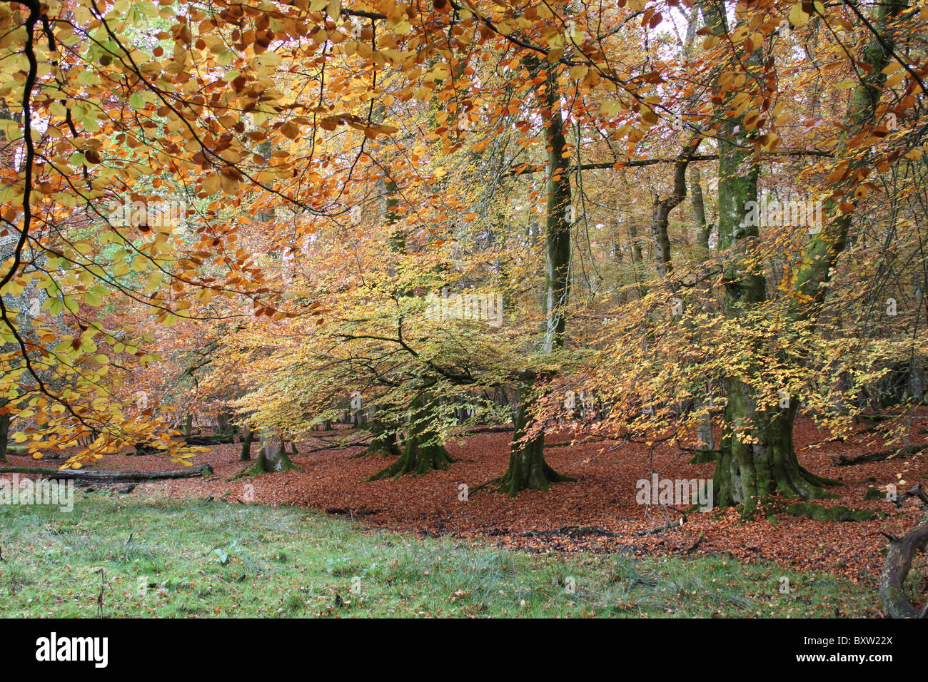 Autumn (fall) colours in the New Forest Stock Photo - Alamy