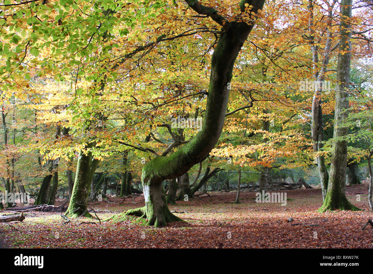 Autumn (fall) colours in the New Forest Stock Photo - Alamy
