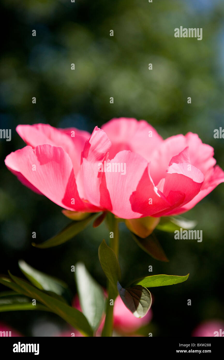 A pink peony flower, side view Stock Photo - Alamy