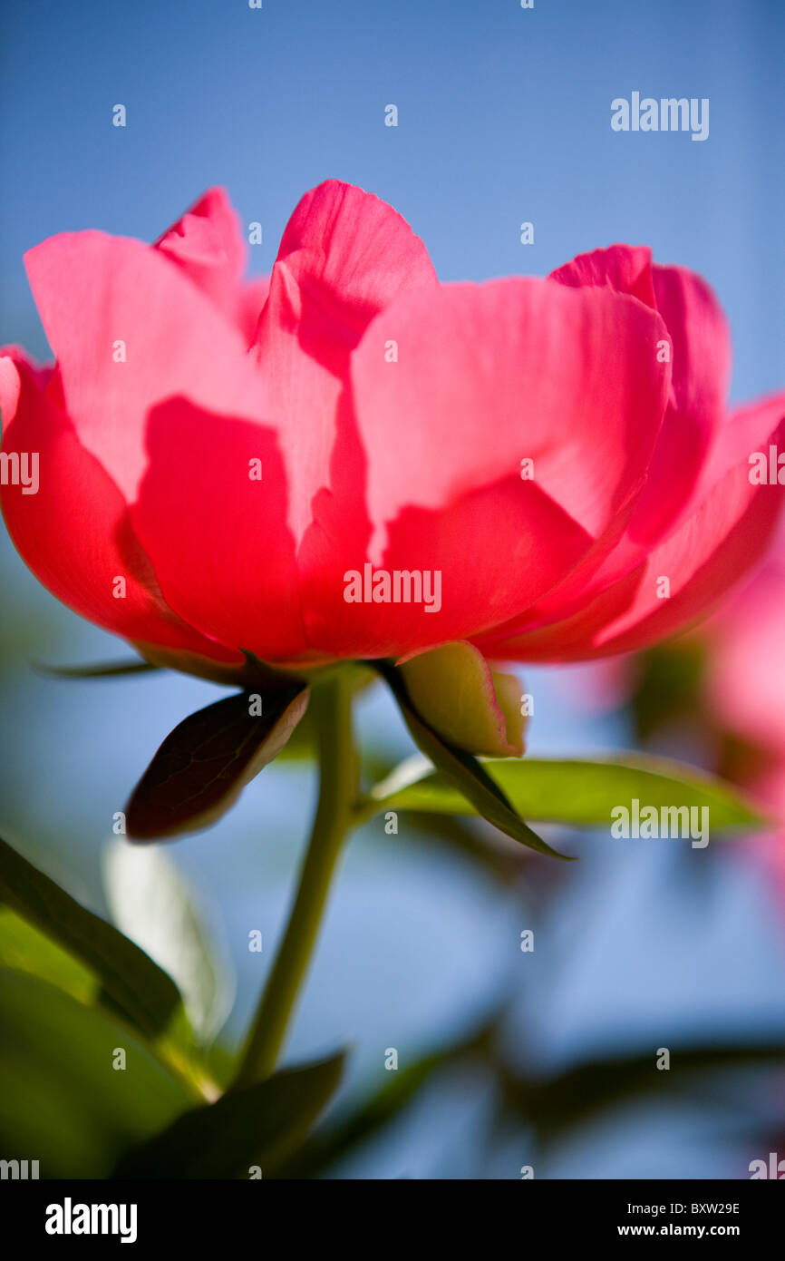 A pink peony flower, side view Stock Photo - Alamy
