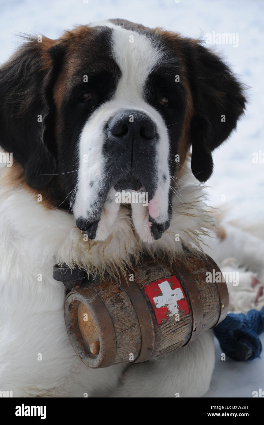 St Bernard Brandy Stock Photos & St Bernard Brandy Stock Images - Alamy