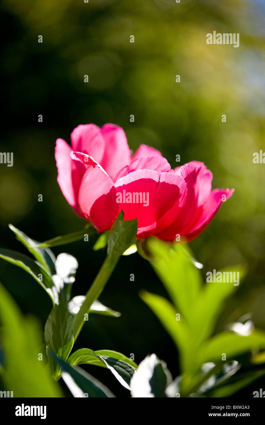 A pink peony flower, side view Stock Photo - Alamy