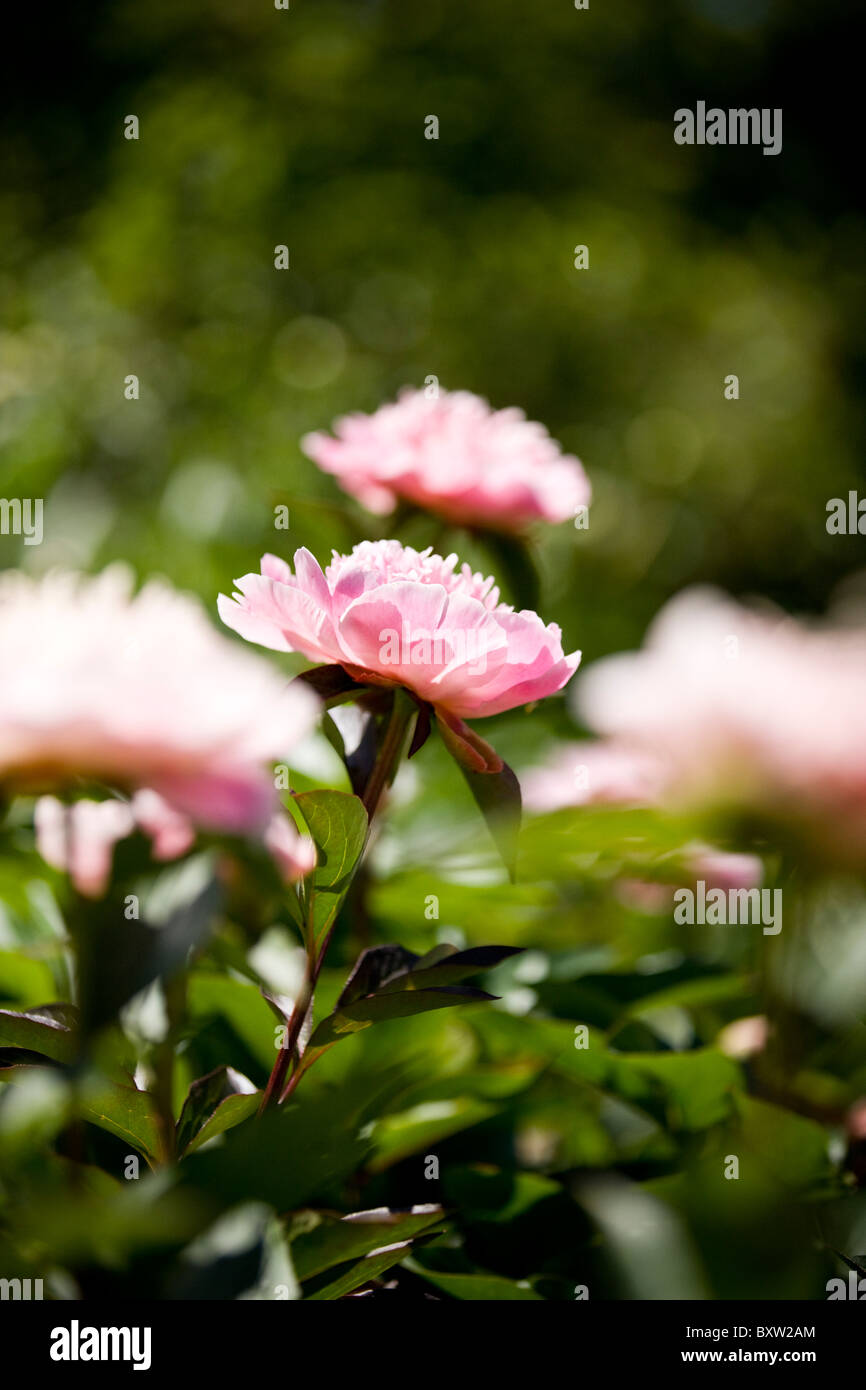 A pink peony flower, side view Stock Photo - Alamy