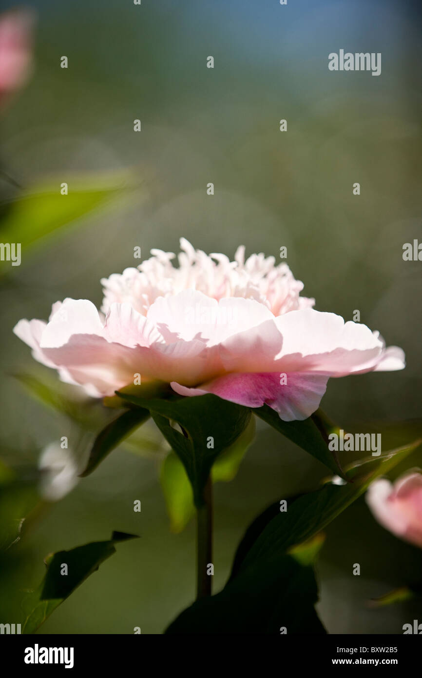 A pink peony flower, side view Stock Photo - Alamy