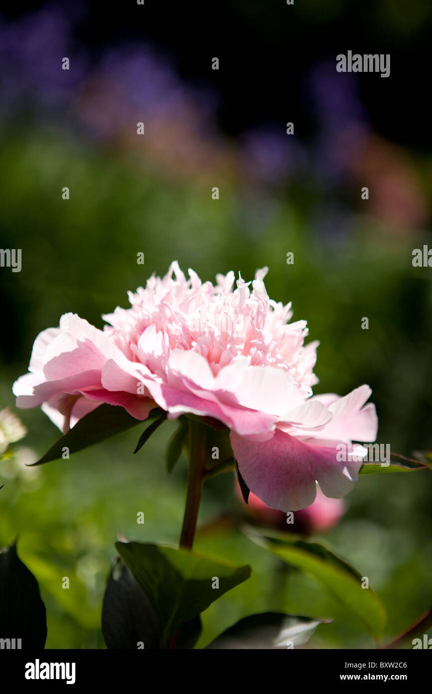 A pink peony flower in full bloom, side view Stock Photo - Alamy