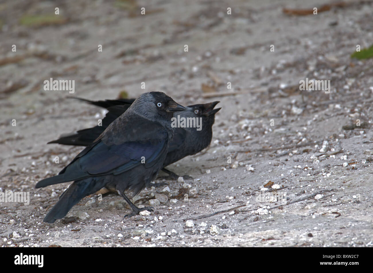 Jackdaws uk hi-res stock photography and images - Alamy