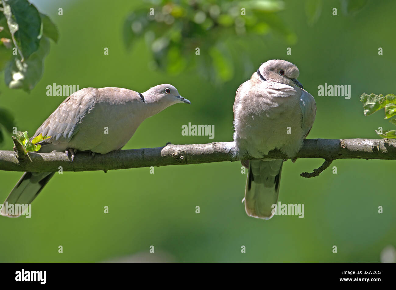 Doves on the branch hi-res stock photography and images - Alamy