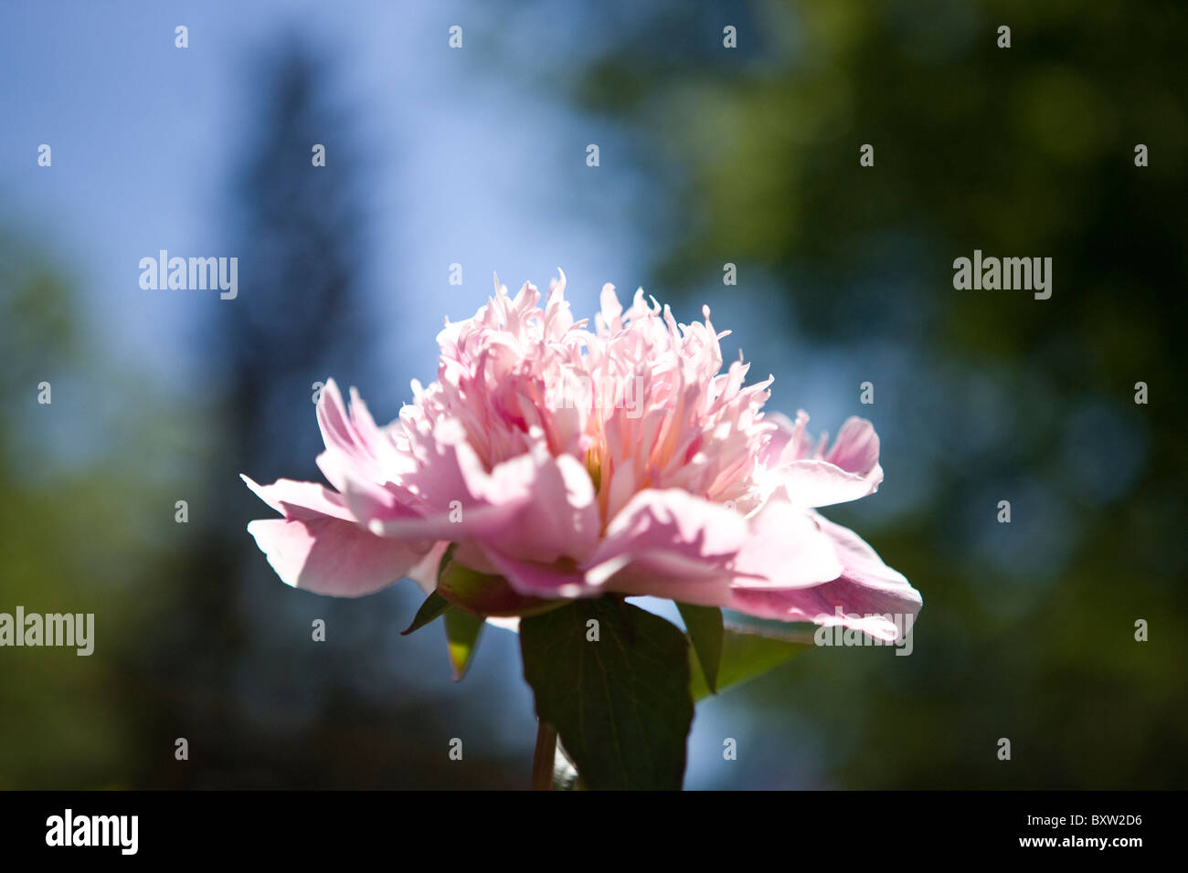 A pink peony flower in full bloom, side view Stock Photo - Alamy