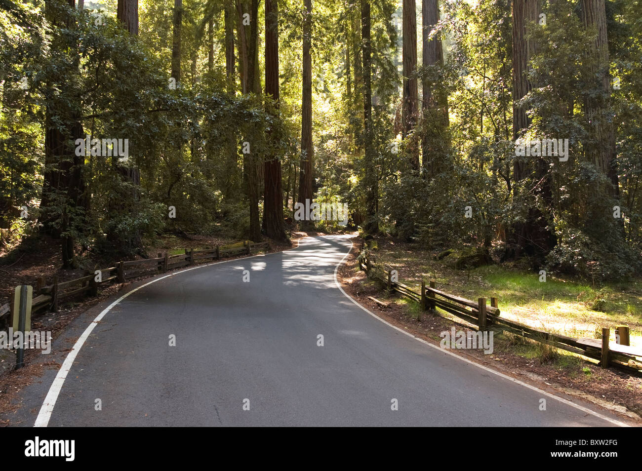 Big basin redwoods state park hi-res stock photography and images - Alamy