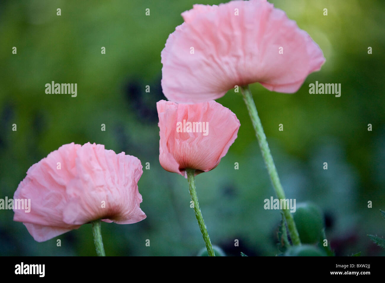 Three pink oriental poppies Stock Photo - Alamy
