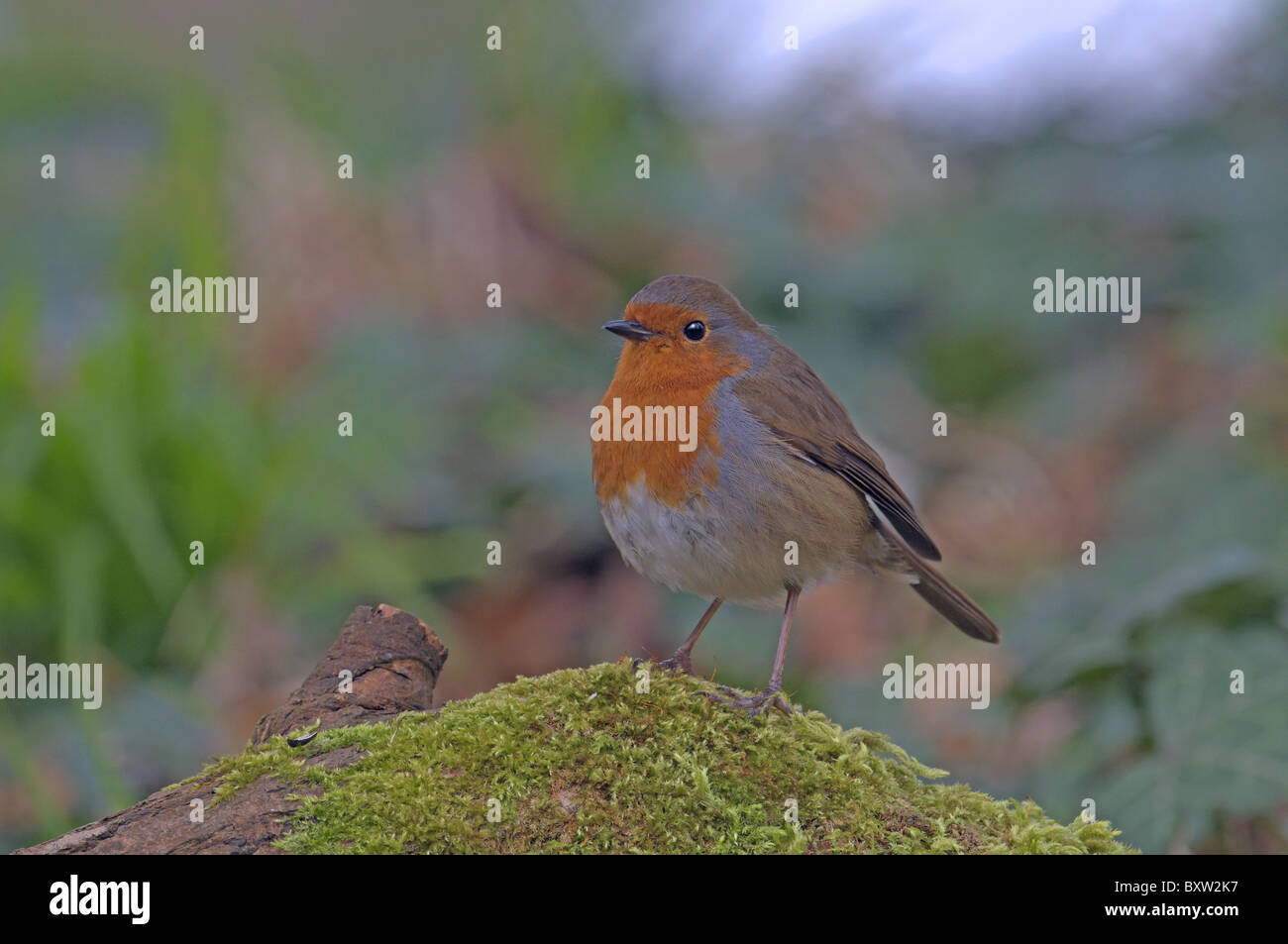 Robin moss hi-res stock photography and images - Alamy
