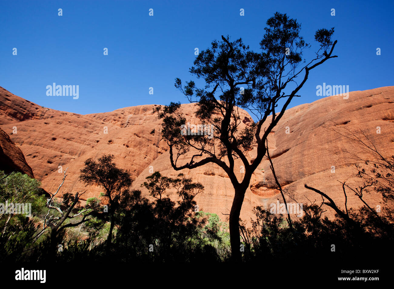 Australia Northern Territory Uluru - Kata Tjuta National Park,Desert ...