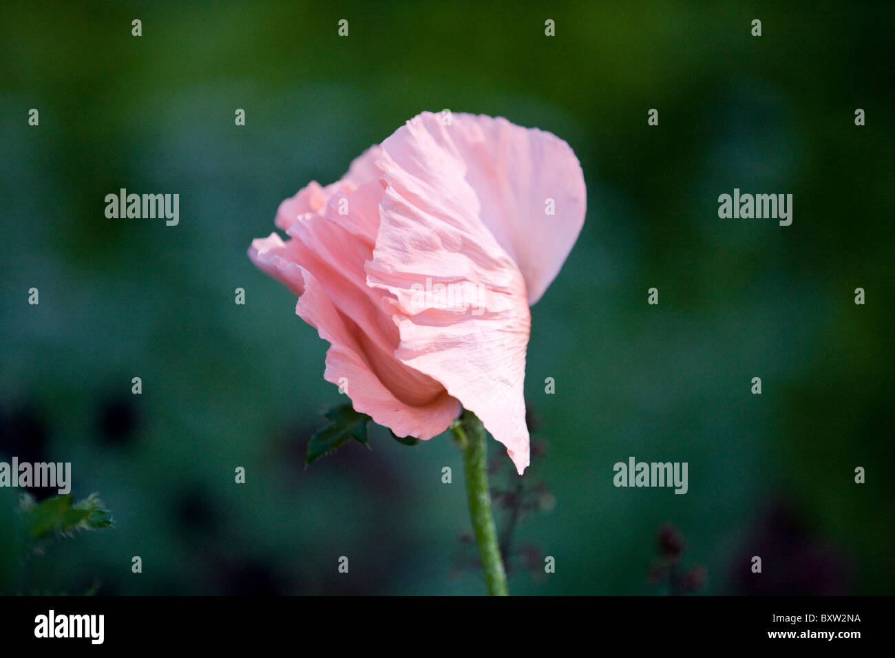 A pink oriental poppy Stock Photo - Alamy