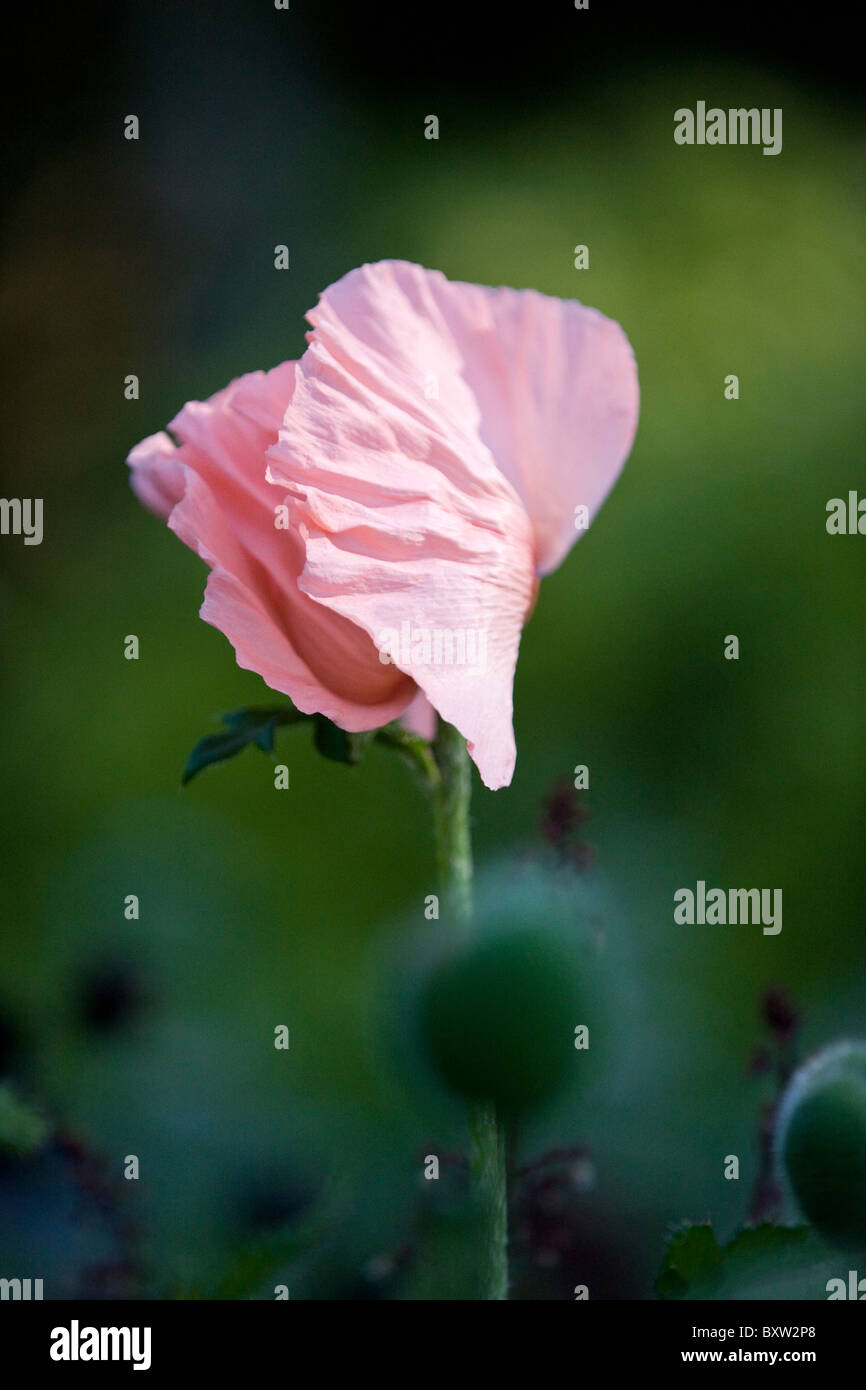 A pink oriental poppy Stock Photo - Alamy