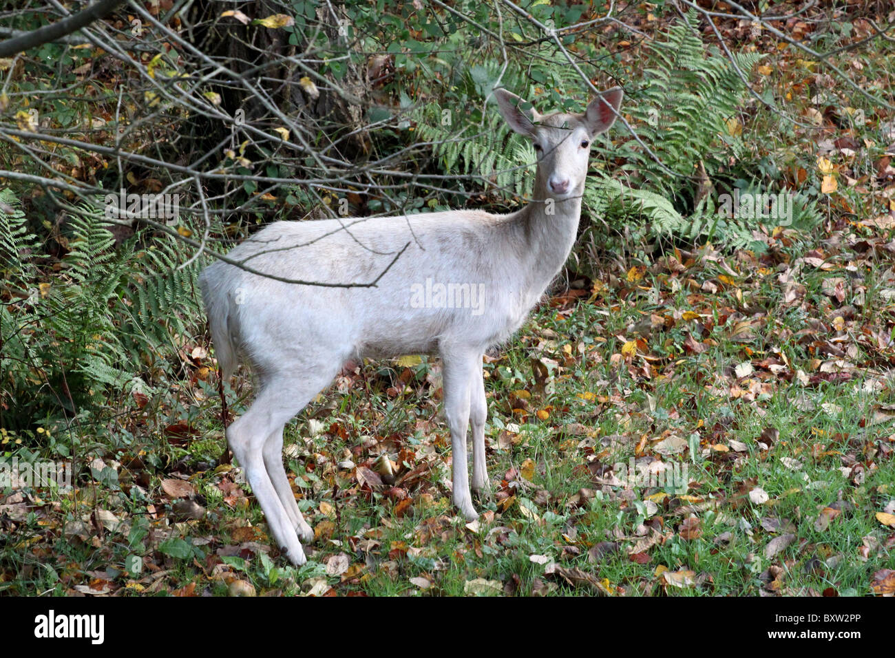 Fallow doe with white coat alert in the New Forest Stock Photo - Alamy
