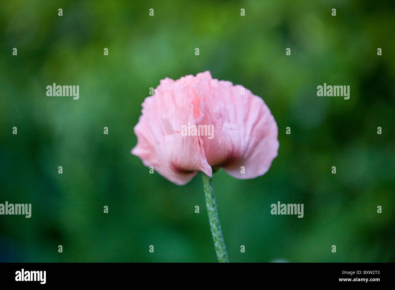 A pink oriental poppy Stock Photo - Alamy
