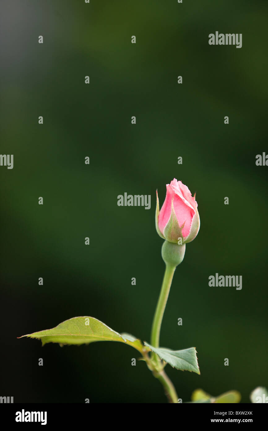 Pink Rose Bud High Resolution Stock Photography and Images - Alamy