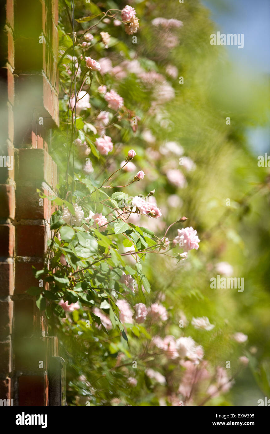 Pink Climbing Rose High Resolution Stock Photography and Images - Alamy