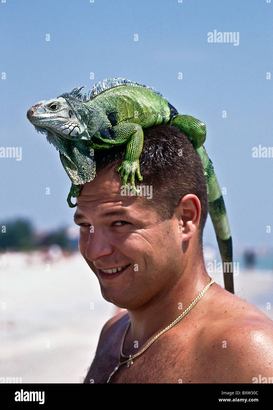 Man iguana on head hi-res stock photography and images - Alamy