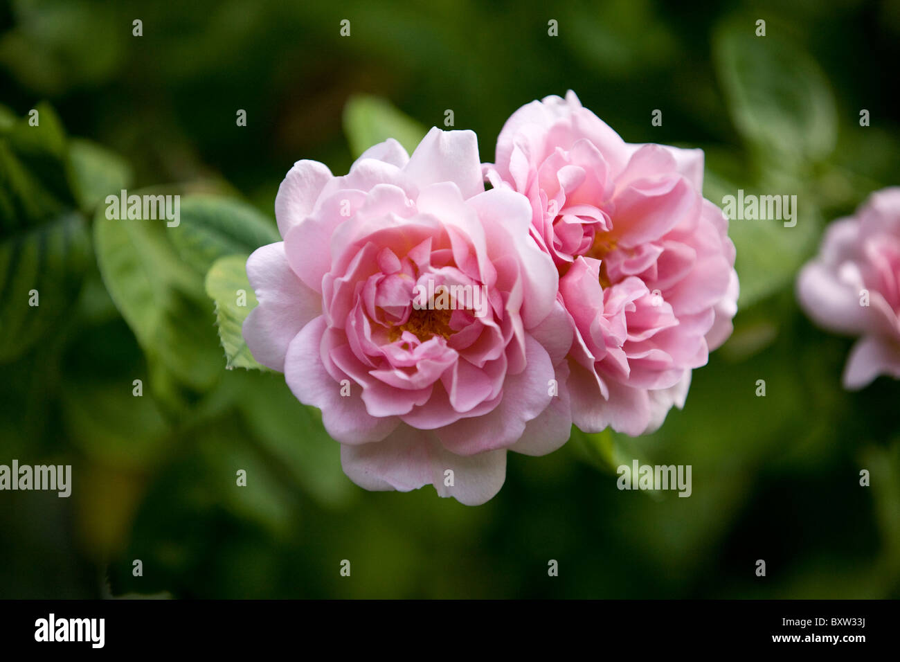 Double roses hi-res stock photography and images - Alamy
