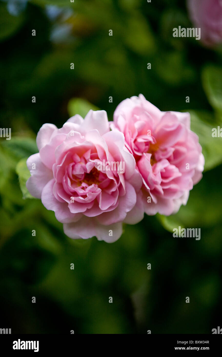 Two pink roses Stock Photo - Alamy