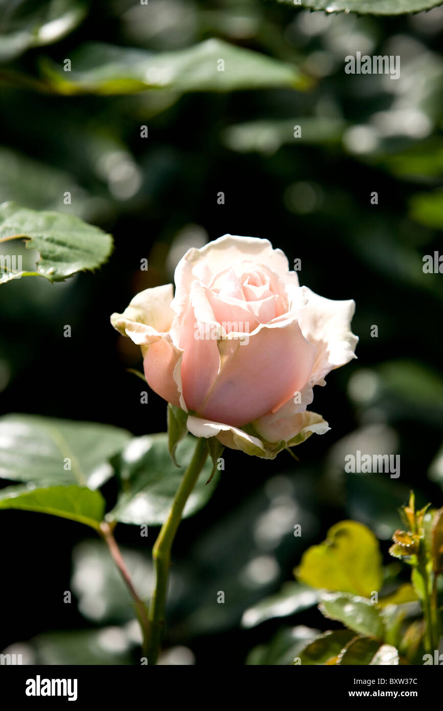 Pastel coloured rose hi-res stock photography and images - Alamy