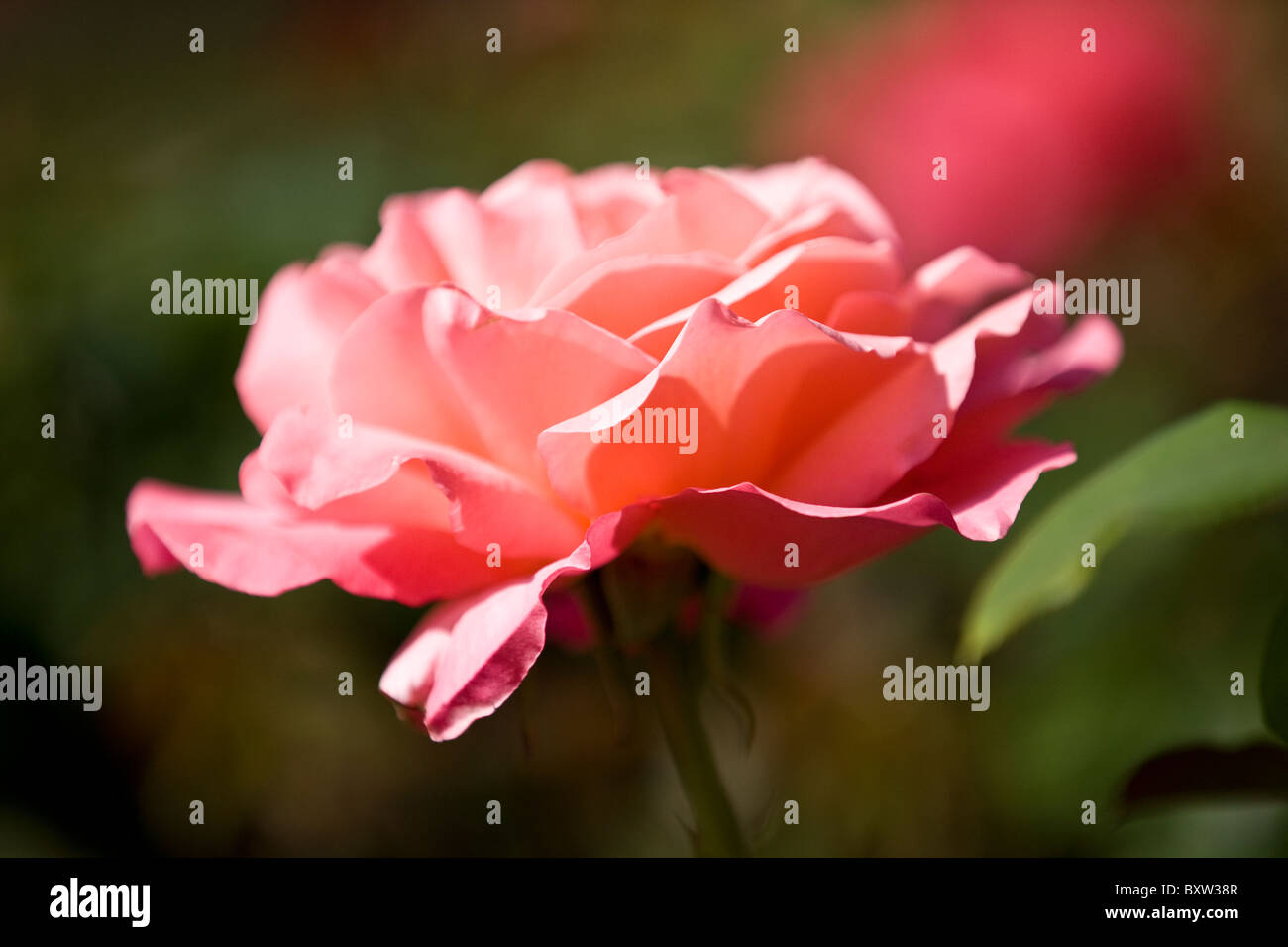 A pink rose in full bloom Stock Photo - Alamy