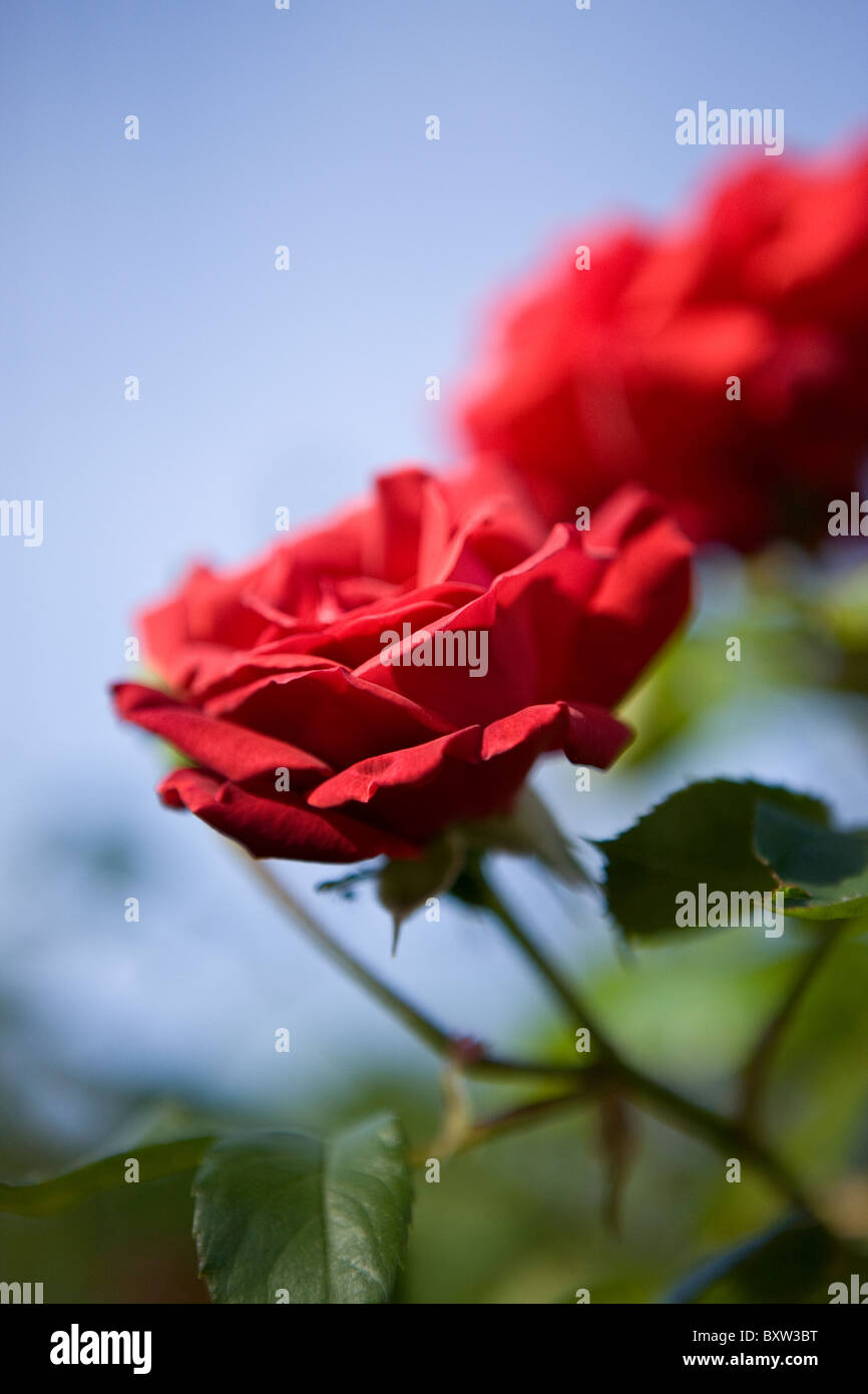 A red rose Stock Photo - Alamy