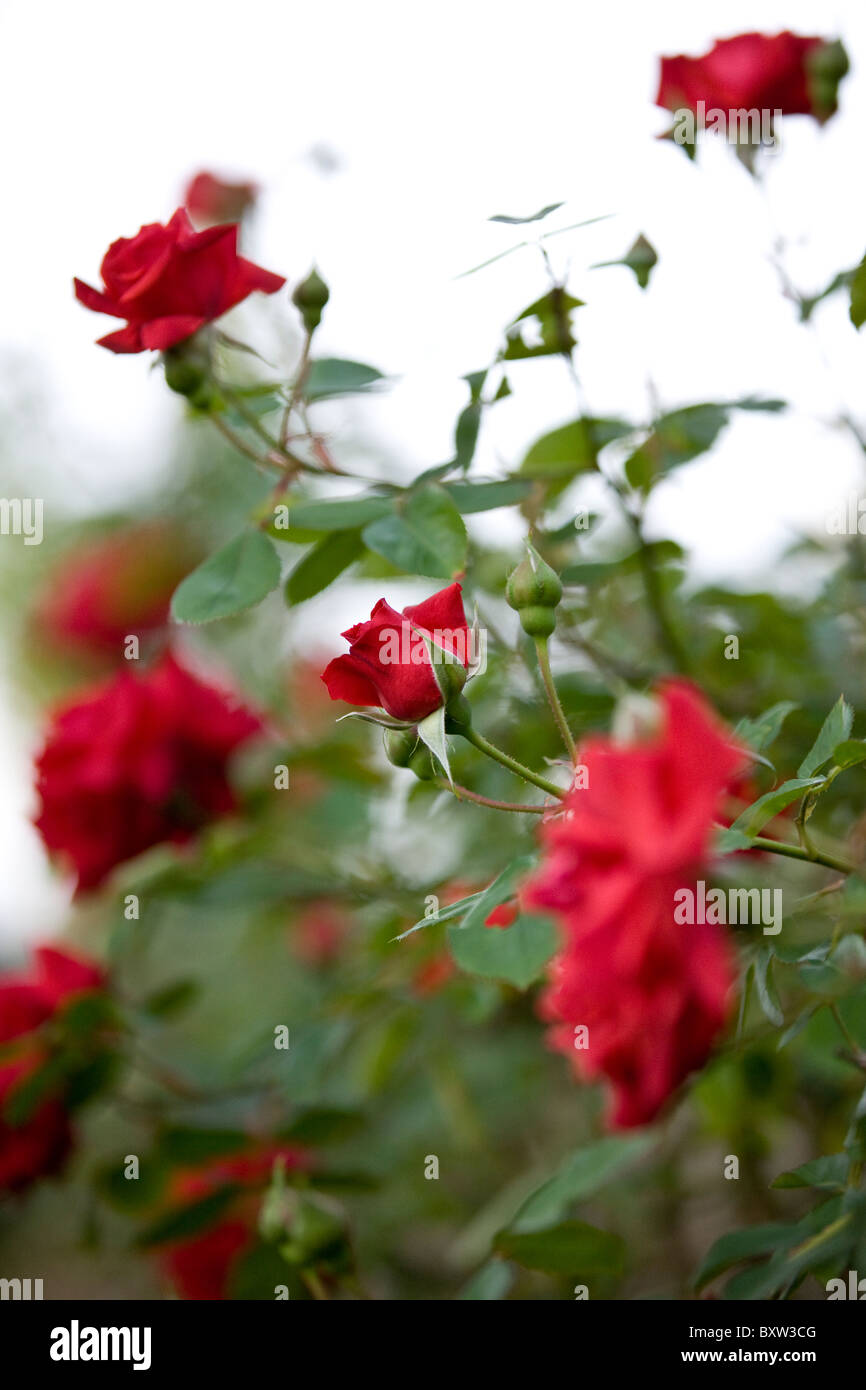 A red rose bush Stock Photo - Alamy