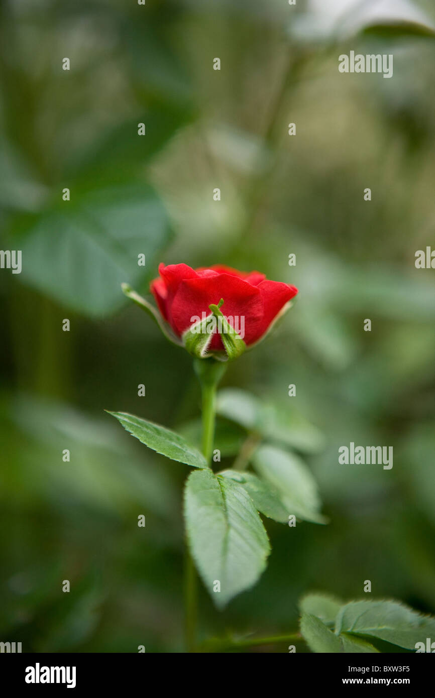 A red rose Stock Photo - Alamy
