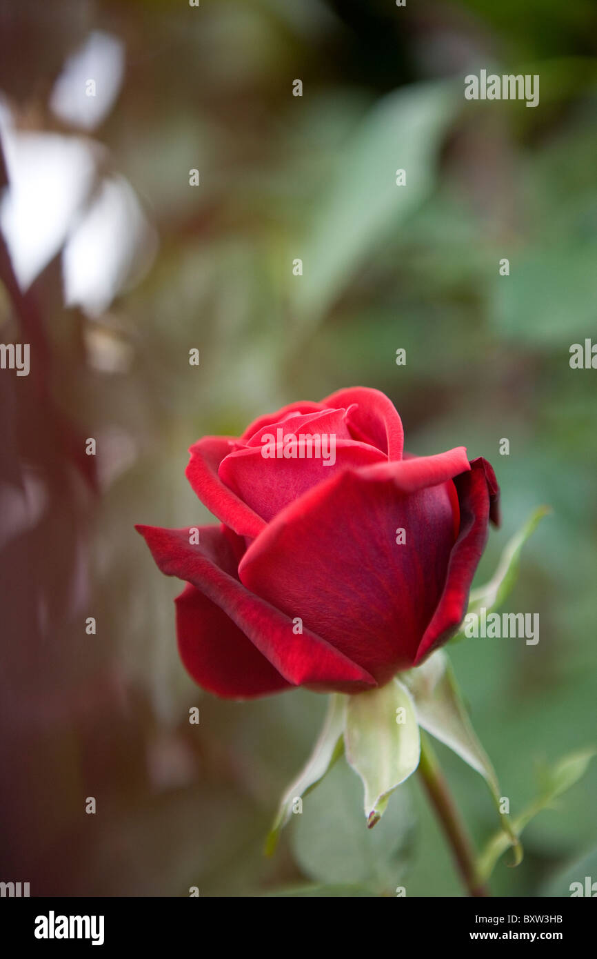 Close up cultivated rose flower scented fragrant bloom uk hi-res stock ...