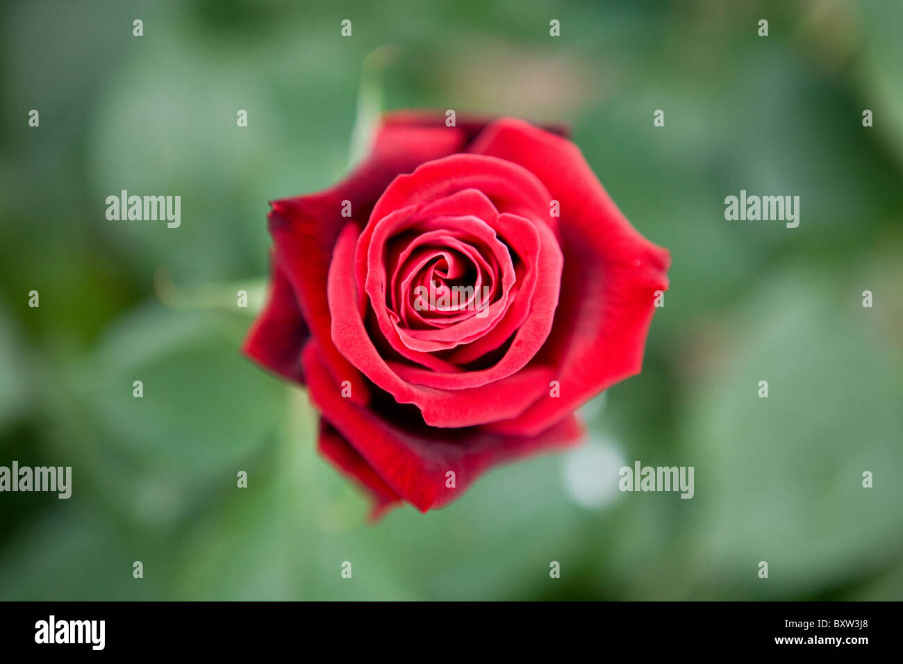 A red rose, seen from above Stock Photo - Alamy