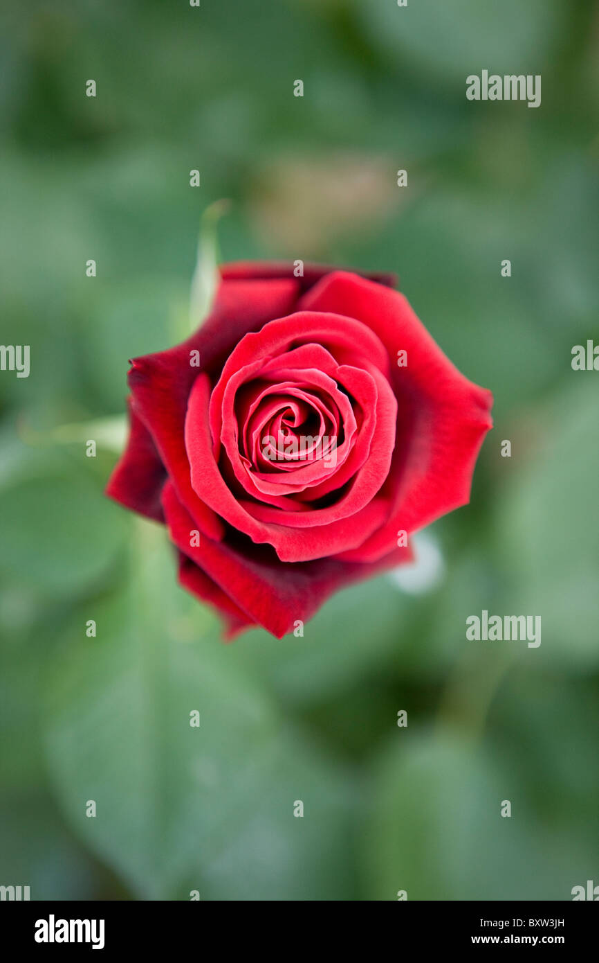 A red rose, seen from above Stock Photo - Alamy