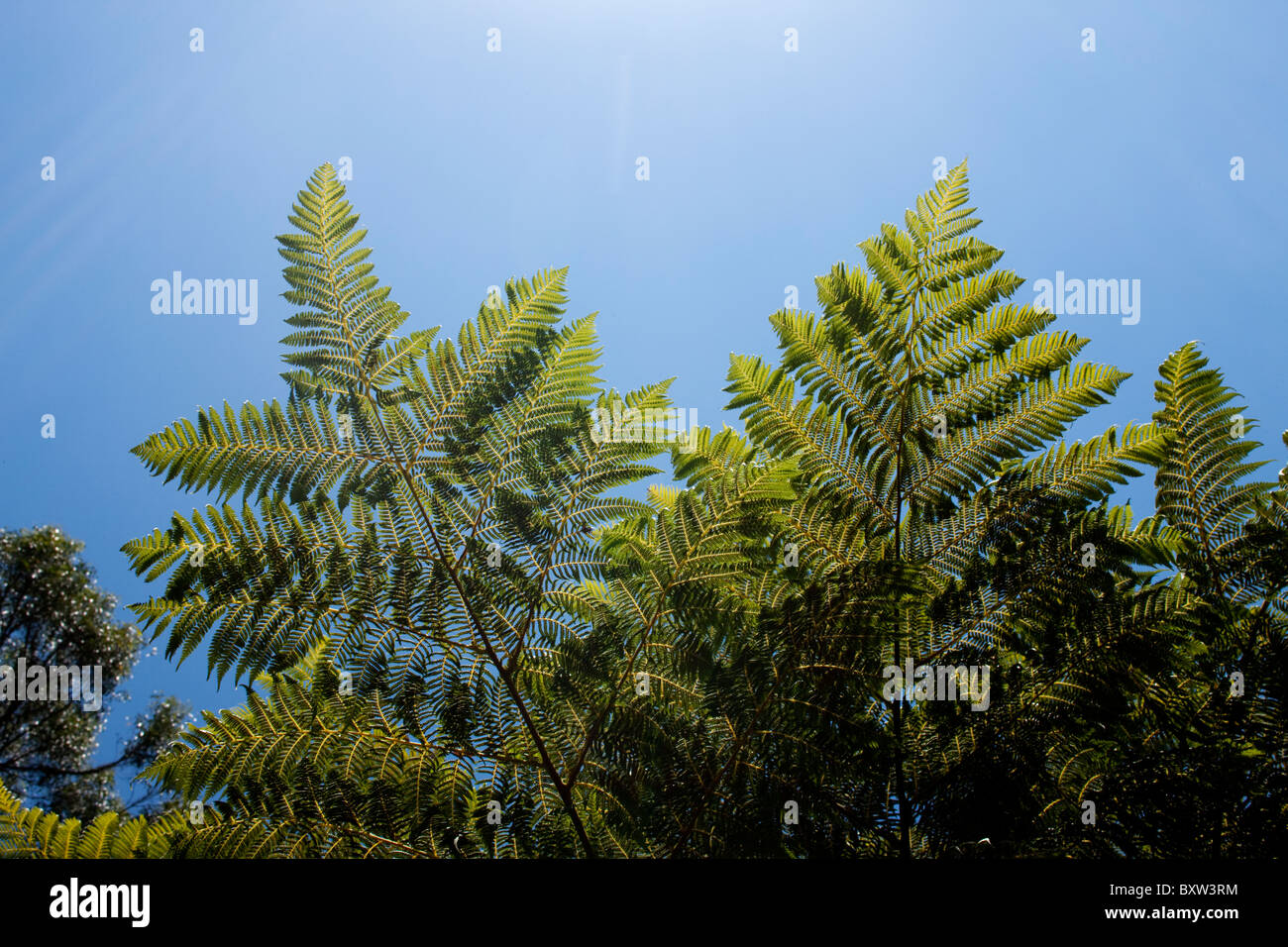 Australia, Victoria, Midday sun shines above tree ferns in coastal ...