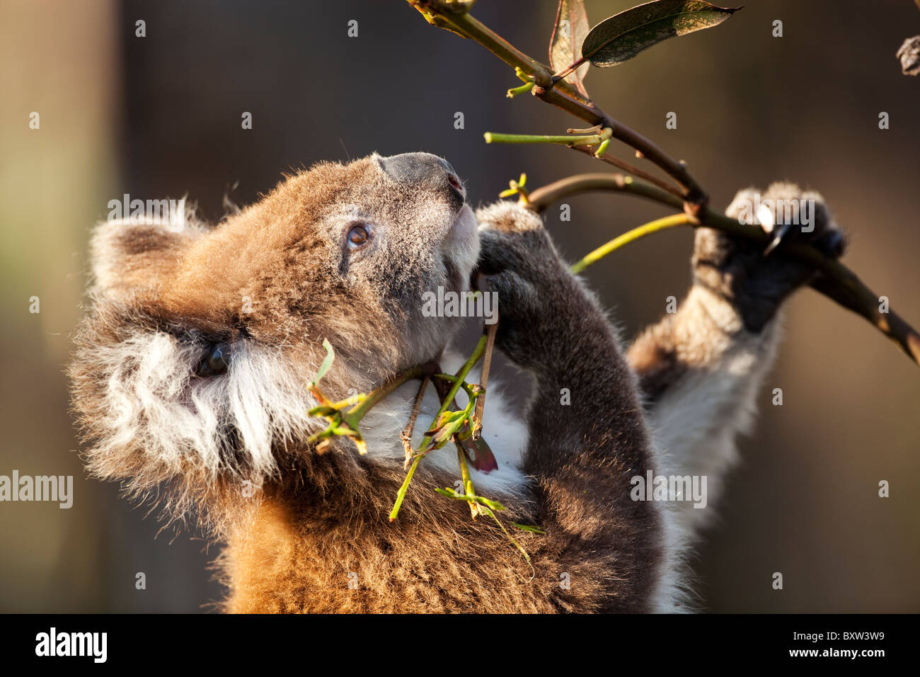 Victoria endangered animals australia hi-res stock photography and ...