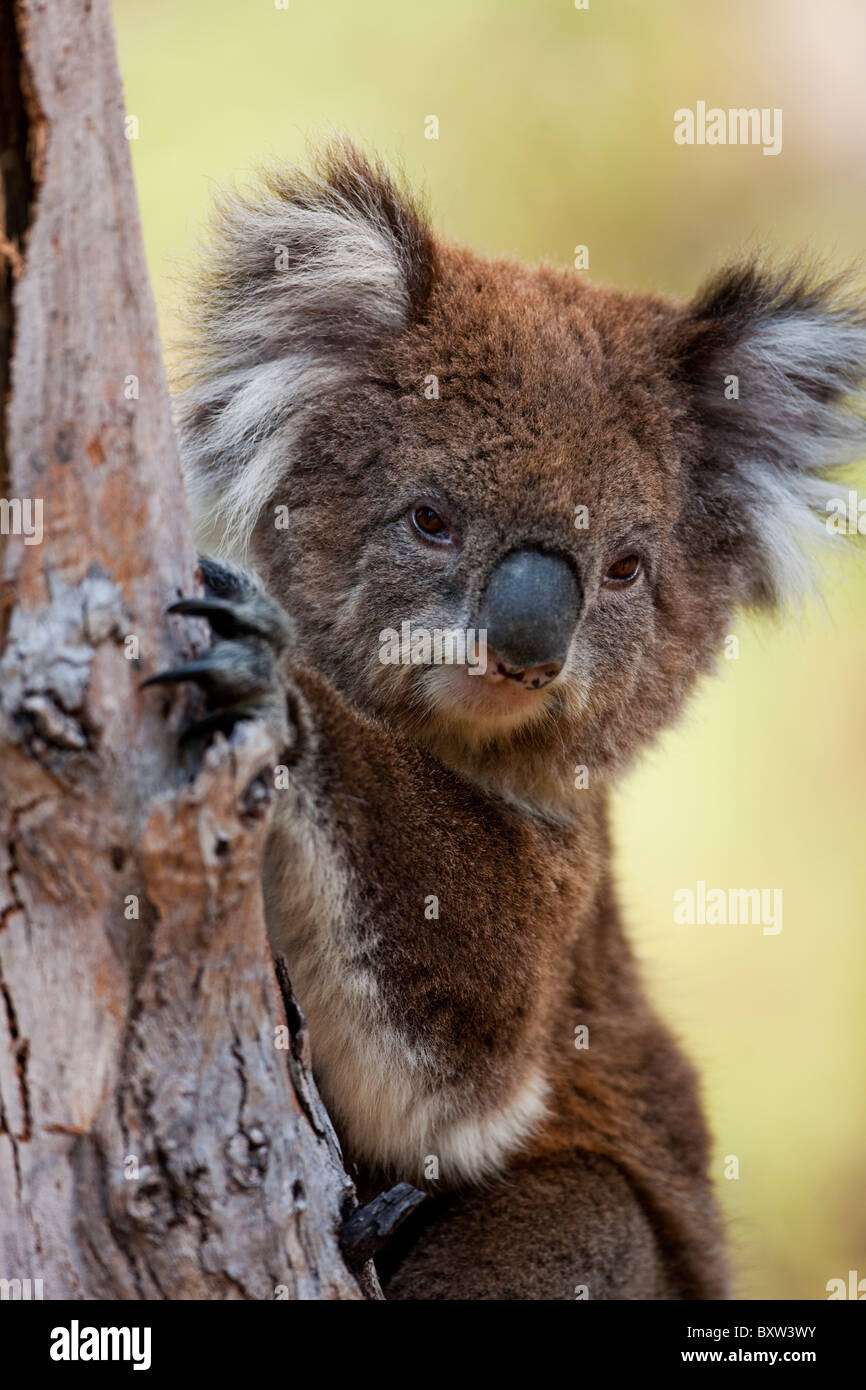 Victoria endangered animals australia hi-res stock photography and ...