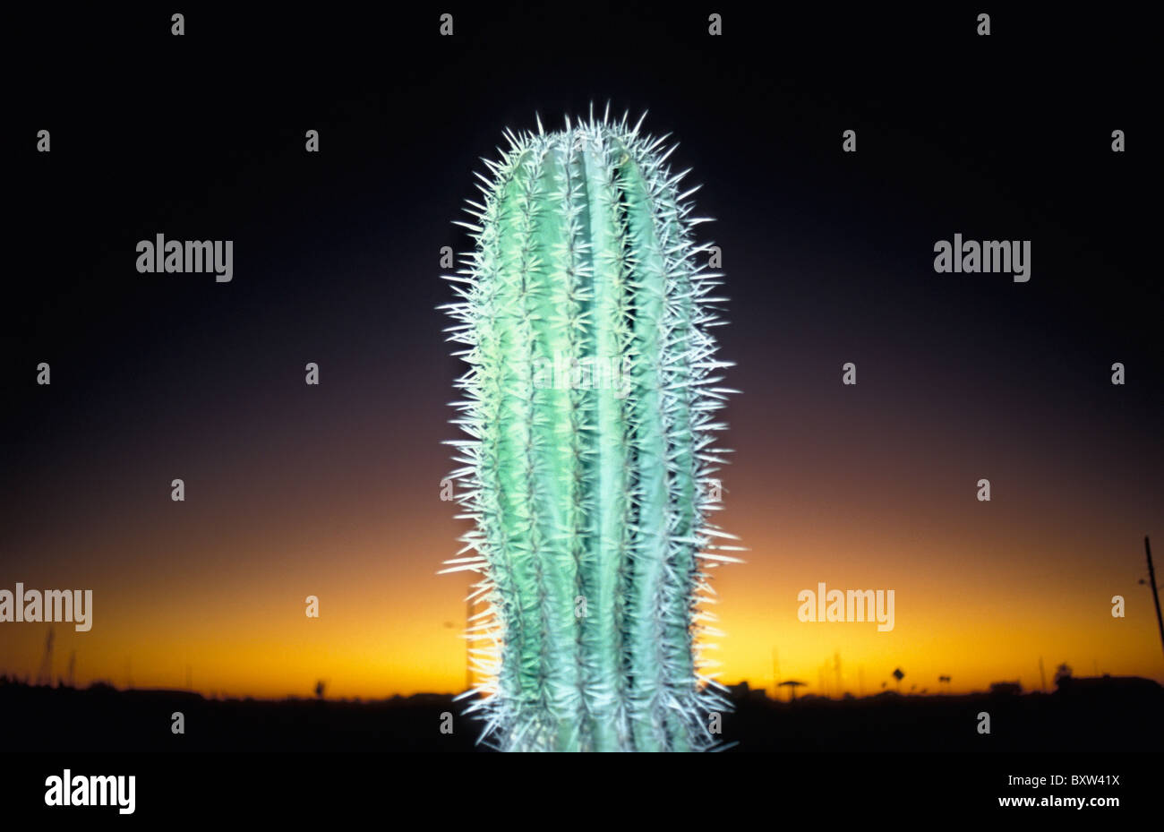 Cactus with sunset hi-res stock photography and images - Alamy