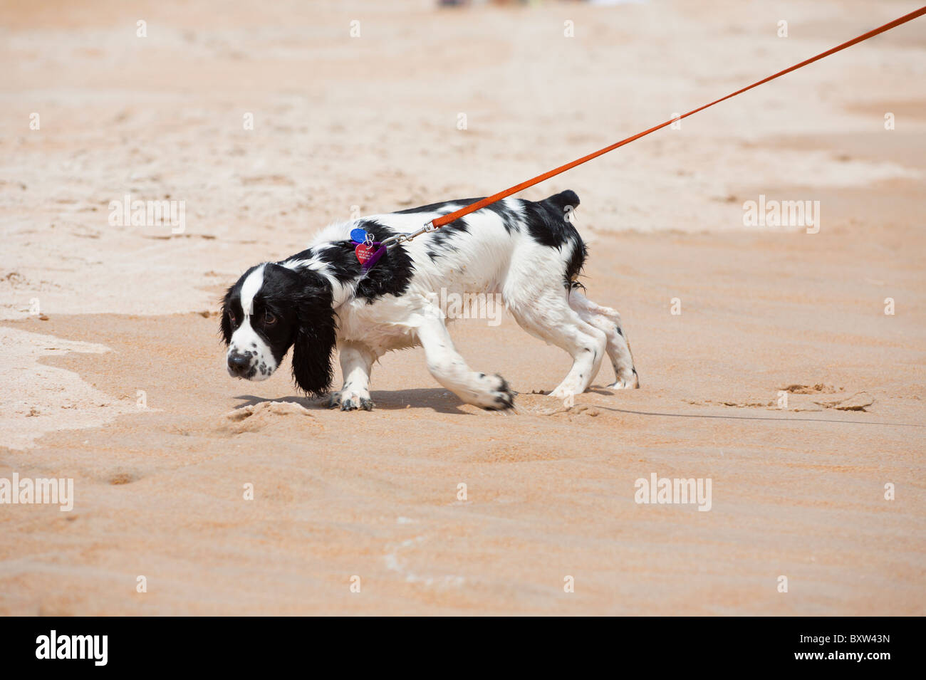 English Springer Spaniel pulls at leash to get to water at Beverly ...