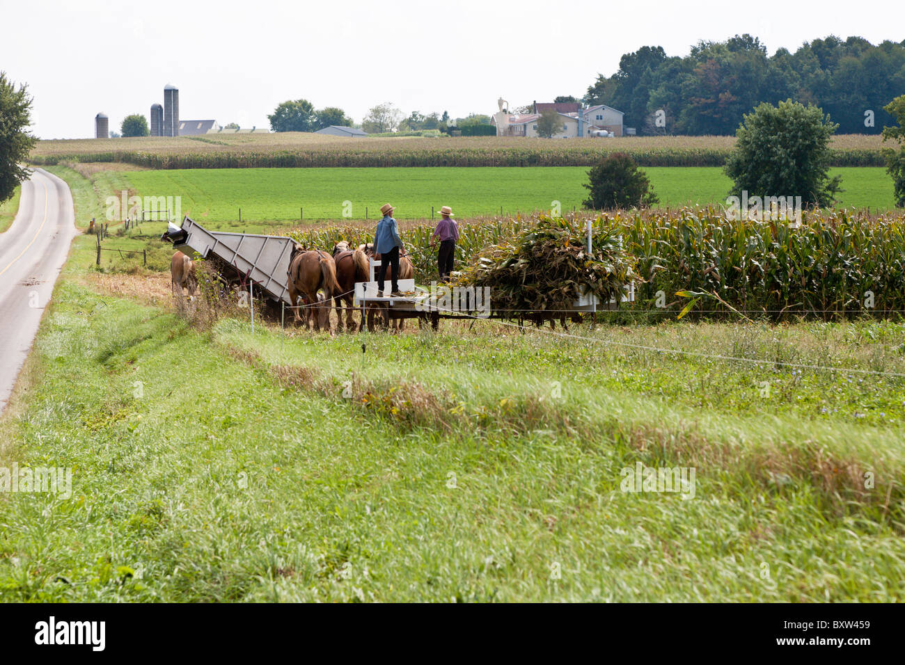 Amish farming family harvesting corn with horses and wagon in Lancaster ...
