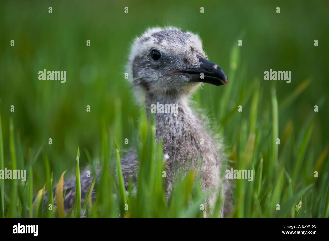 Baby gull hi-res stock photography and images - Alamy