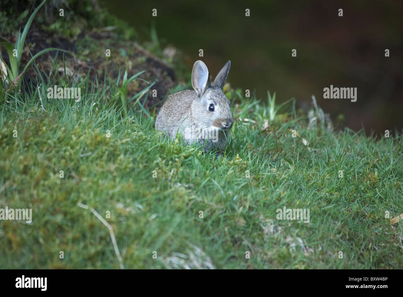 Rabbit, Isle of Skye, Scotland, United Kingdom Stock Photo - Alamy