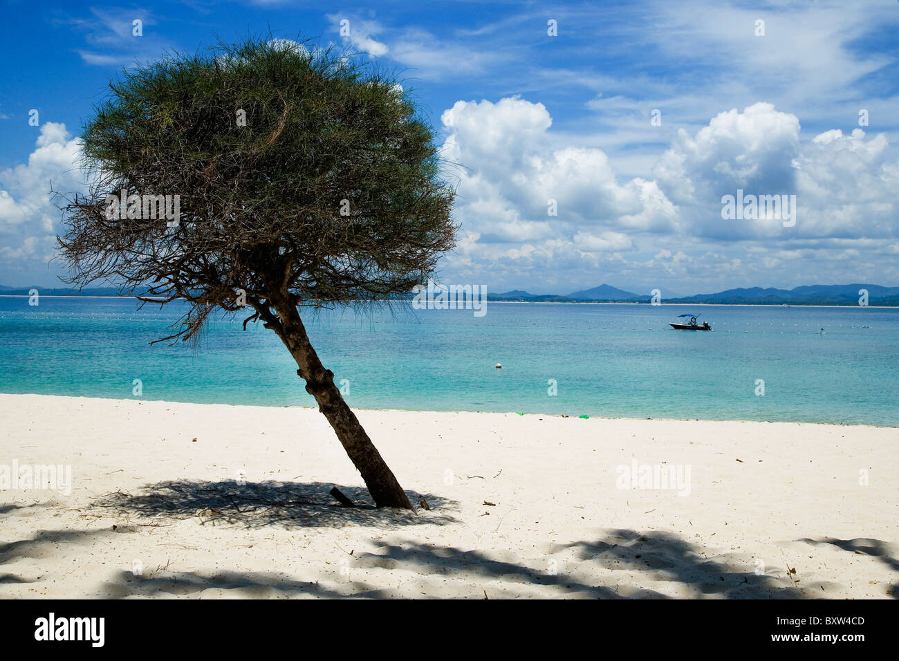 Tree on beach on Kapas Island Stock Photo - Alamy
