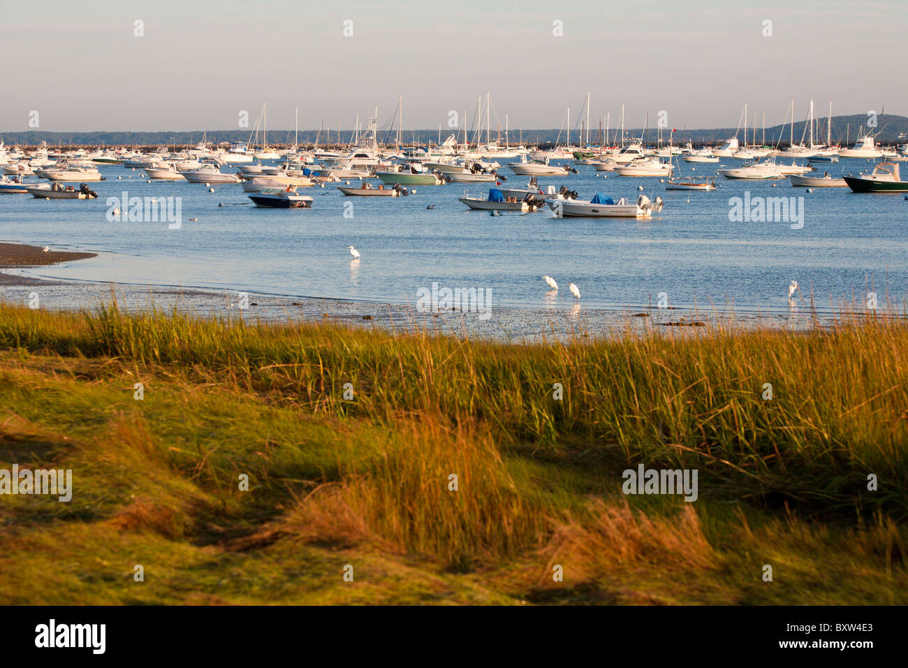 Harbor grass hi-res stock photography and images - Alamy