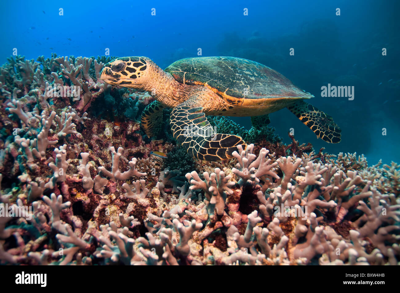 Great barrier reef australia hi-res stock photography and images - Alamy