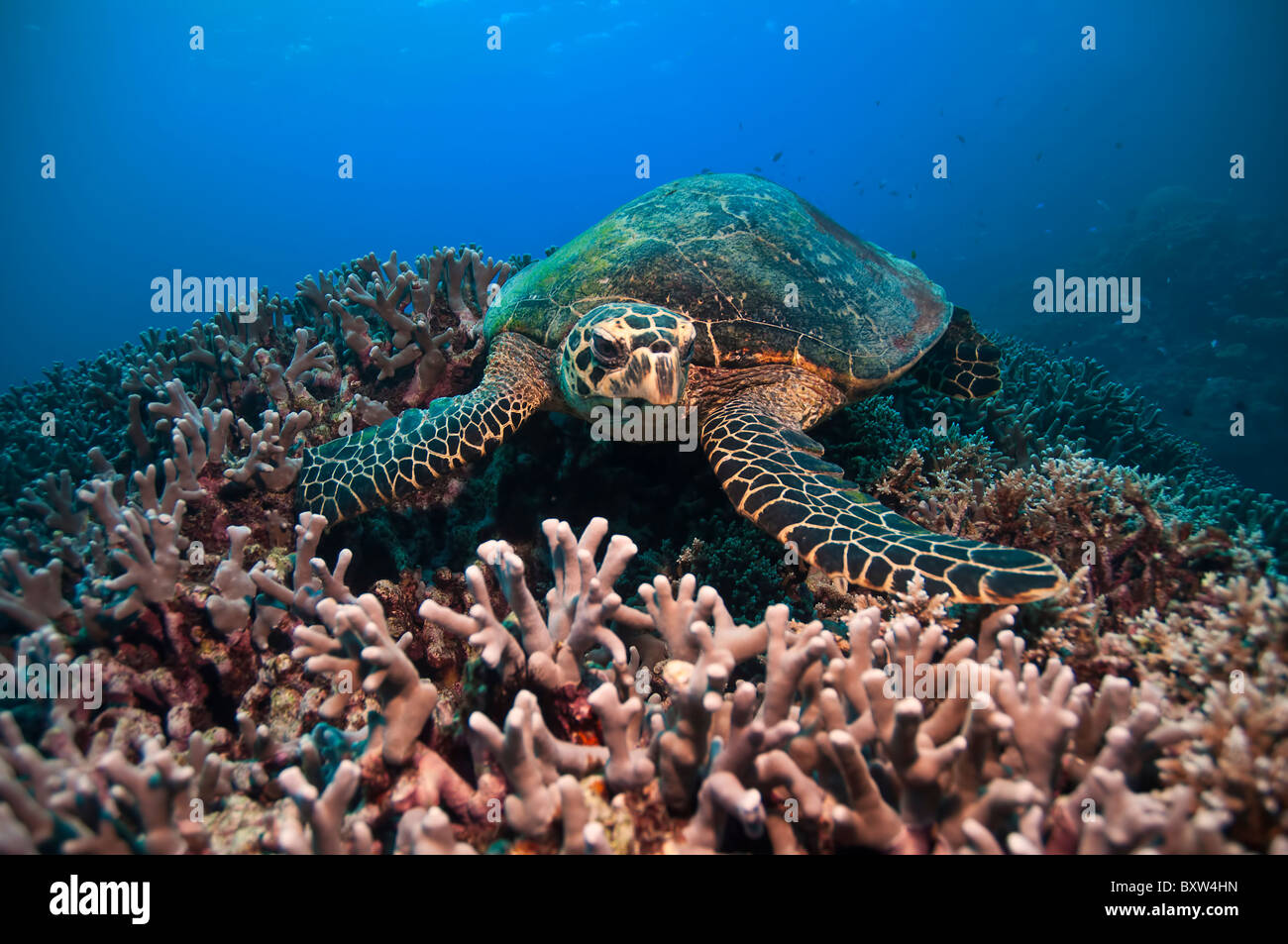 green turtle great barrier reef australia Stock Photo - Alamy
