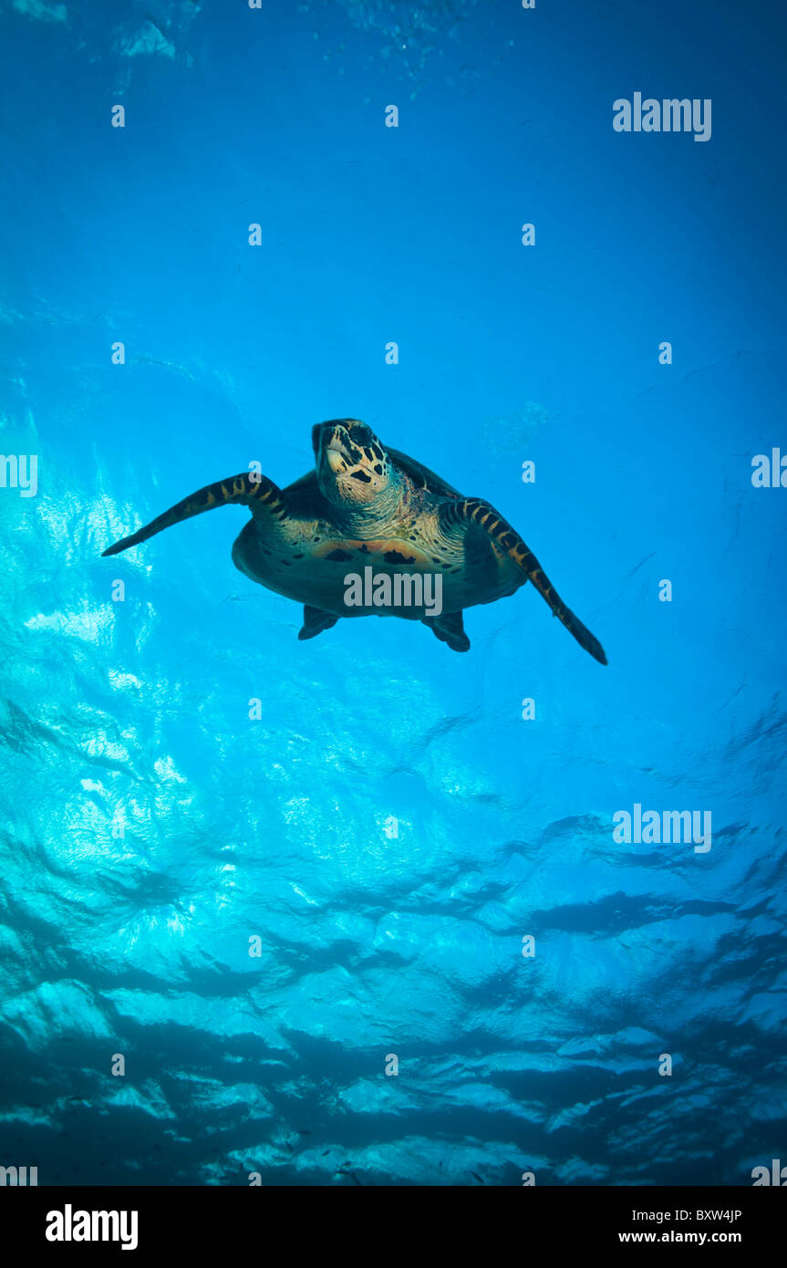 Great barrier reef green turtle hi-res stock photography and images - Alamy