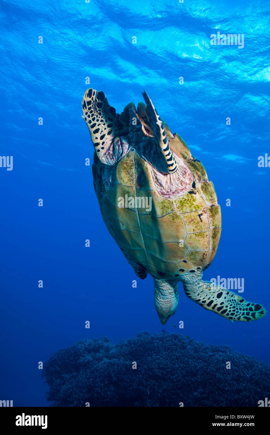 green turtle great barrier reef australia Stock Photo - Alamy