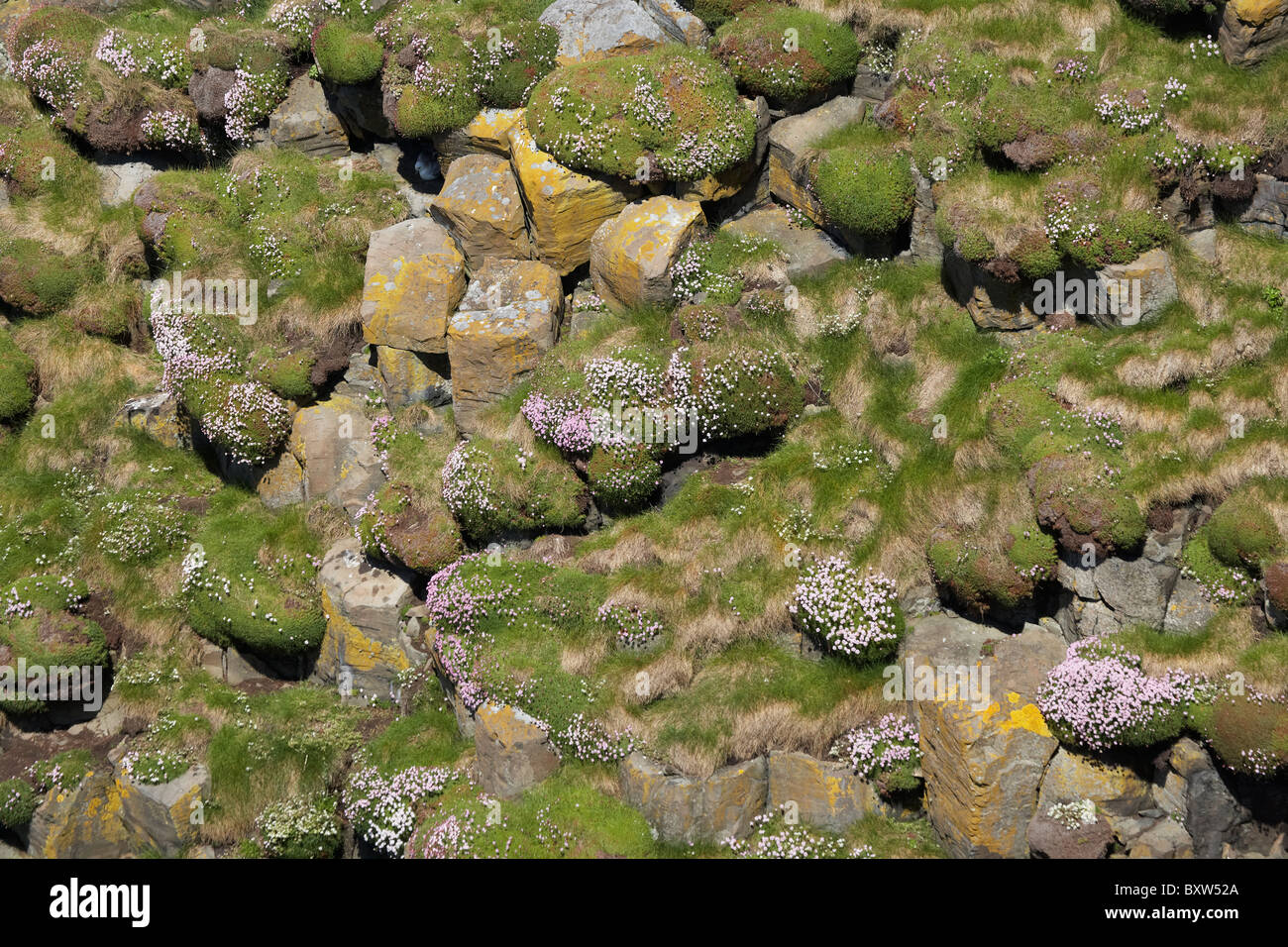 Basalt formation on island scotland hi-res stock photography and images ...