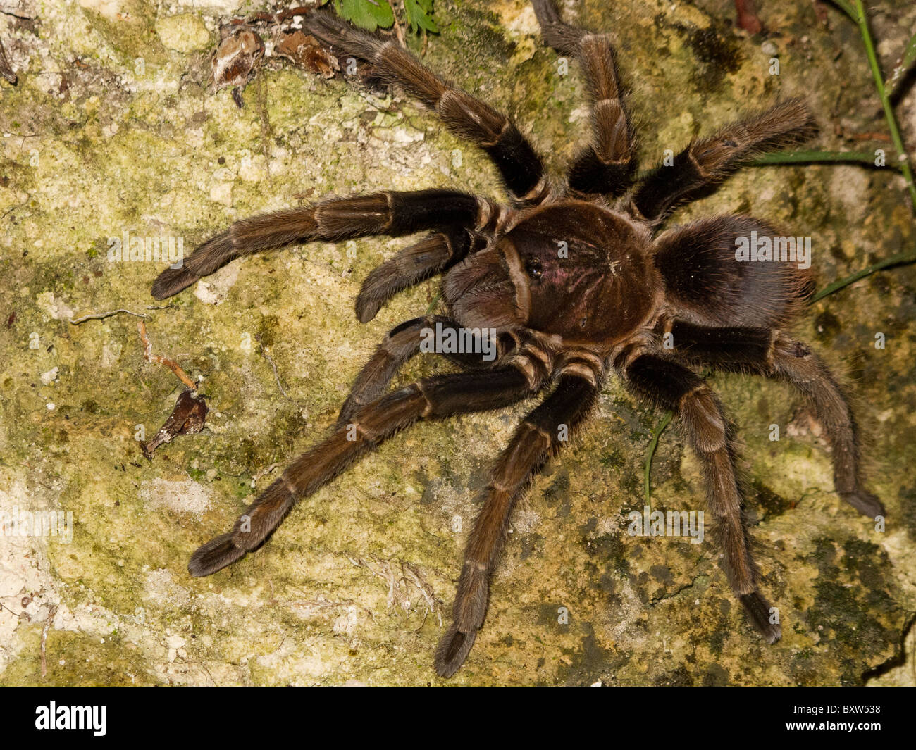 Large female Haitian brown tarantula (Phormictopus cancerides ...
